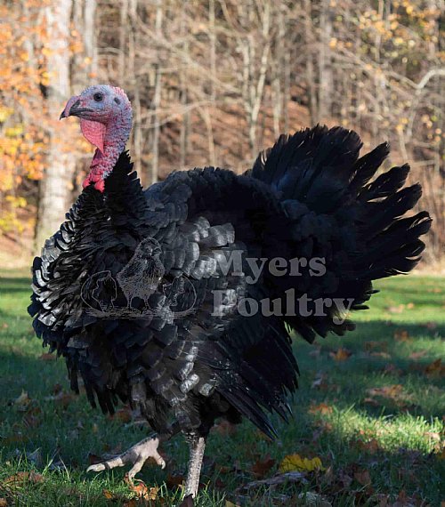 Artisan Gold Turkey | Heritage Breed