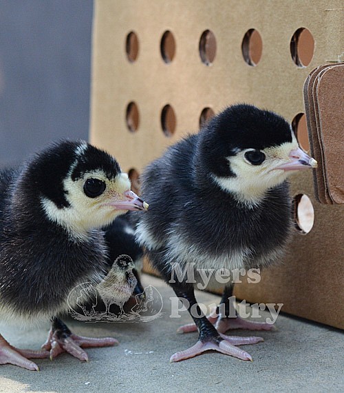 Artisan Gold Turkey | Heritage Breed