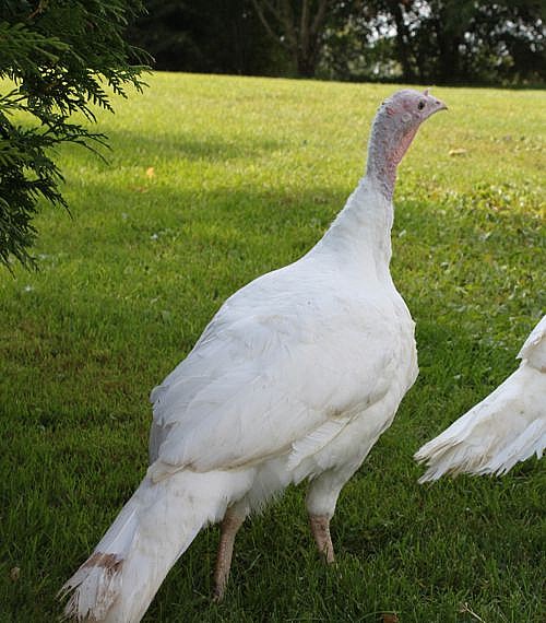 Mini Classic Turkeys for Sale