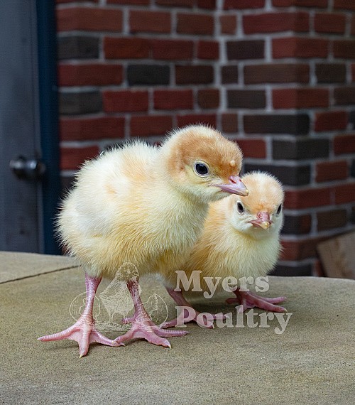 Mini Classic Turkeys for Sale