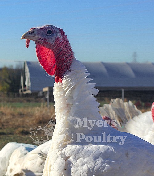 Mini Classic Turkeys for Sale