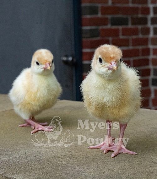 Mini Classic Turkeys for Sale