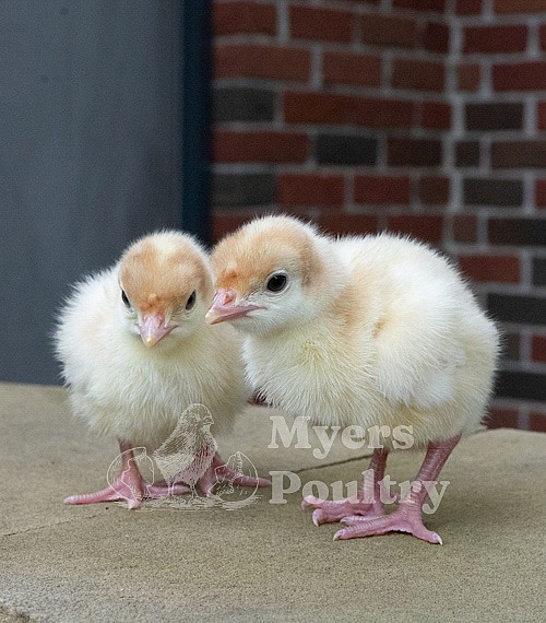 Mini Classic Turkeys for Sale