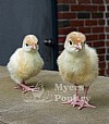 Mini Classic Turkeys for Sale