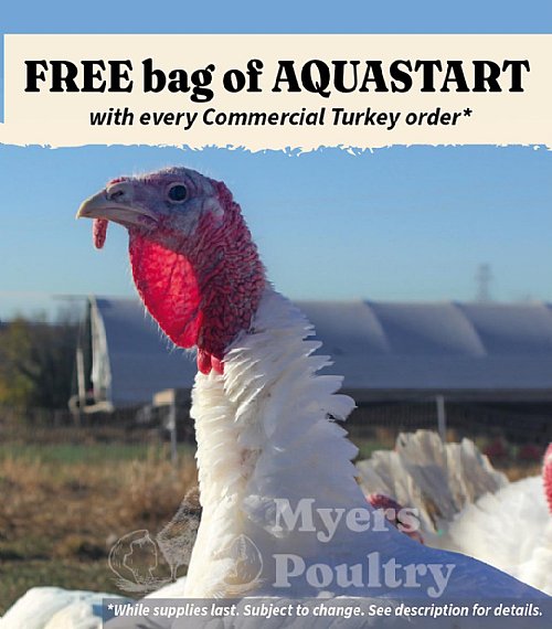 Commercial Turkey Poults | Meat Turkeys for Sale