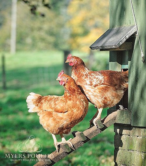 Red Sex Link Chickens For Sale Day Old Poultry