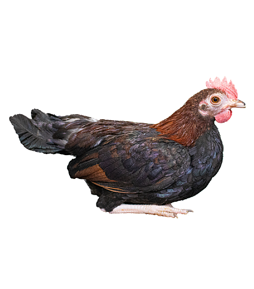 BB Red Old English | Bantam Chicks for Sale