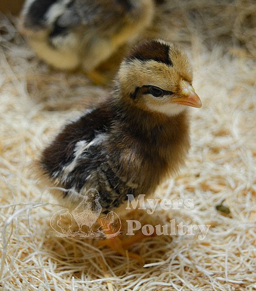 BB Red Old English | Bantam Chicks for Sale