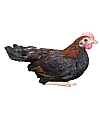 BB Red Old English | Bantam Chicks for Sale