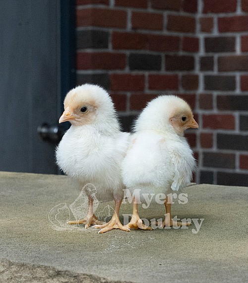 Red Pyle Old English Bantams | Myers Poultry