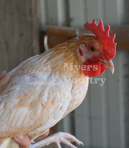 Red Pyle Old English Bantams | Myers Poultry