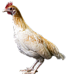 Red Pyle Old English Bantams | Myers Poultry