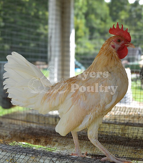 Bantam Chickens for Sale | Mini Chickens
