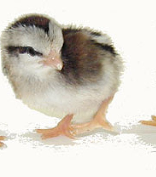 Silver Duckwing Bantam | Myers Poultry