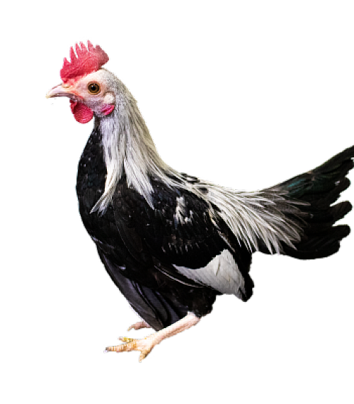 Silver Duckwing Bantam | Myers Poultry