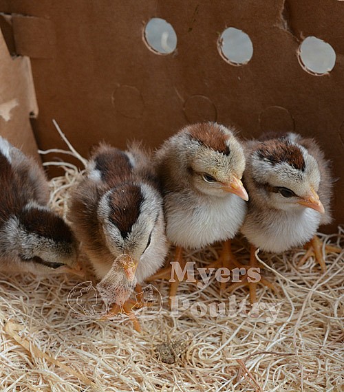 Silver Duckwing Bantam | Myers Poultry