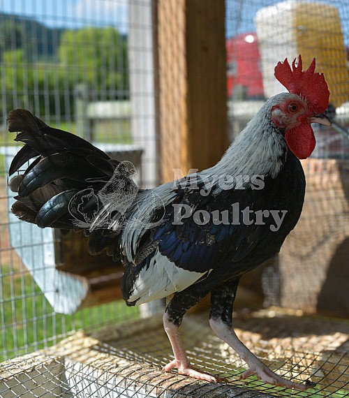 Silver Duckwing Bantam | Myers Poultry