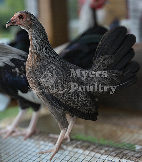 Silver Duckwing Bantam | Myers Poultry