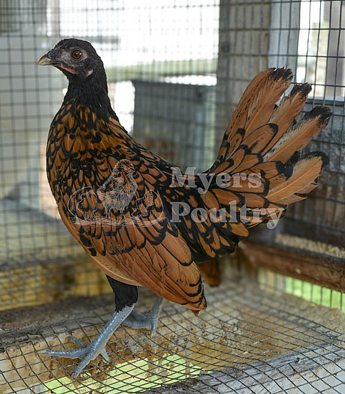 Bantam Chickens for Sale | Mini Chickens