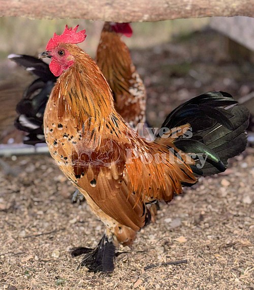 Mille Fleur d'Uccle for Sale | Bantam Chicks