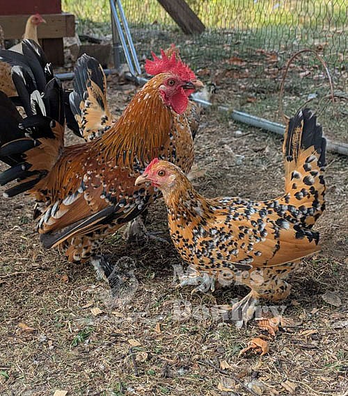 Mille Fleur d'Uccle for Sale | Bantam Chicks