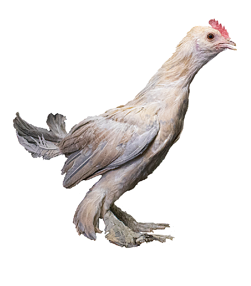 Porcelain d'Uccle | Bantam Chicks for Sale