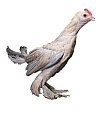 Porcelain d'Uccle | Bantam Chicks for Sale
