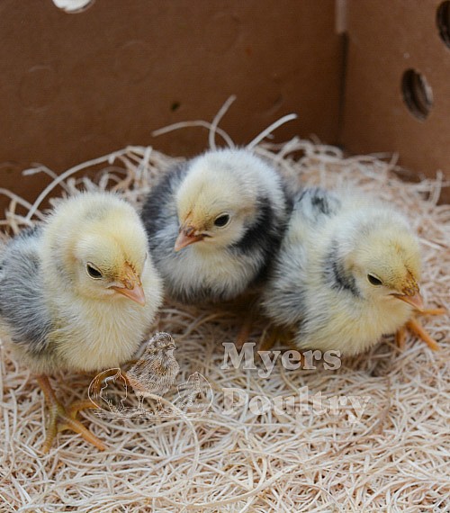 Silver Sebright Bantam | Chicks for Sale