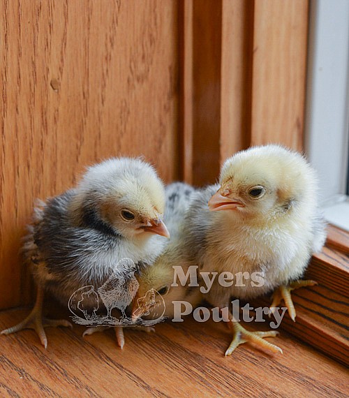 Silver Sebright Bantam | Chicks for Sale