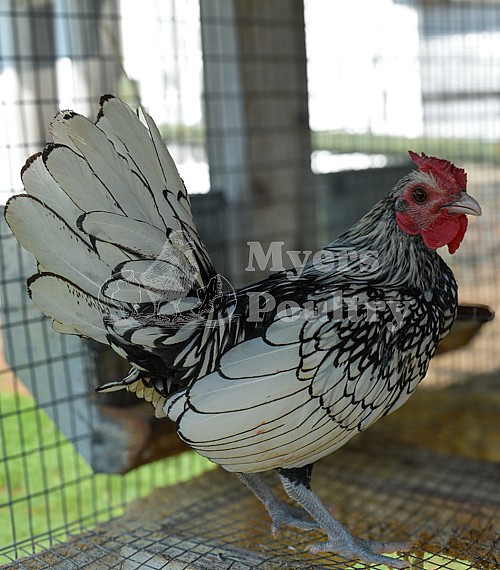 Bantam Chickens for Sale | Mini Chickens