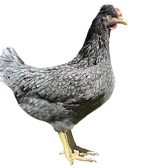 Sapphire Sky Chicks for Sale | Hybrid Green Egg Layer