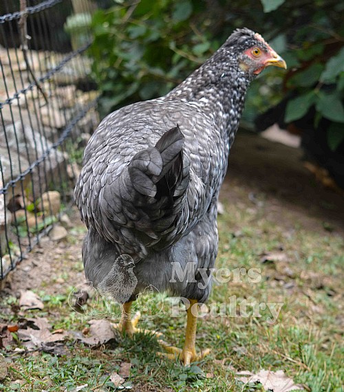 Sapphire Sky Chicks for Sale | Hybrid Green Egg Layer