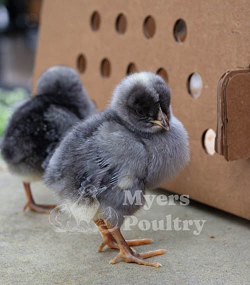 Sapphire Sky Chicks for Sale | Hybrid Green Egg Layer