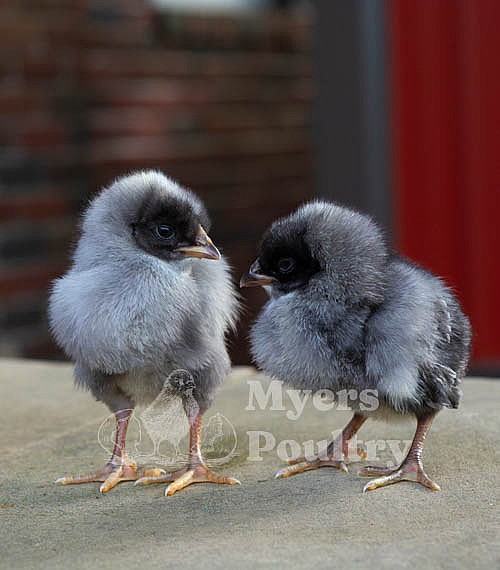Sapphire Sky Chicks for Sale | Hybrid Green Egg Layer