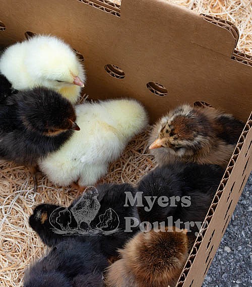 Premium Assorted Chicks for Sale | Myers Poultry