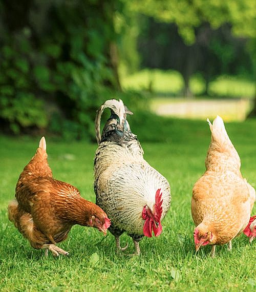 Egg Layer Assortments | Chicks for Sale