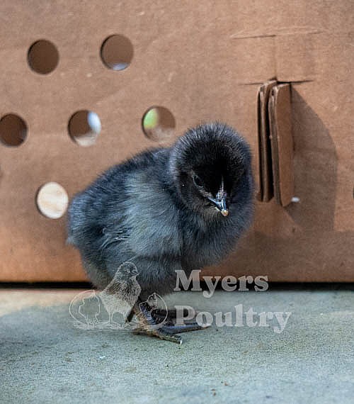 Asher Grey Chicks for Sale | Beautiful Brown Egg Layer