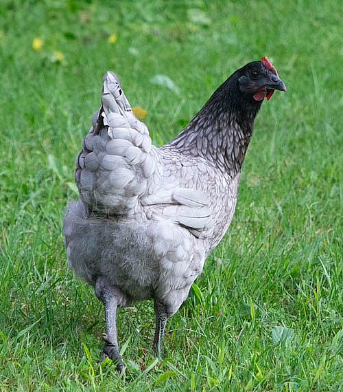 Asher Grey Chicks for Sale | Beautiful Brown Egg Layer