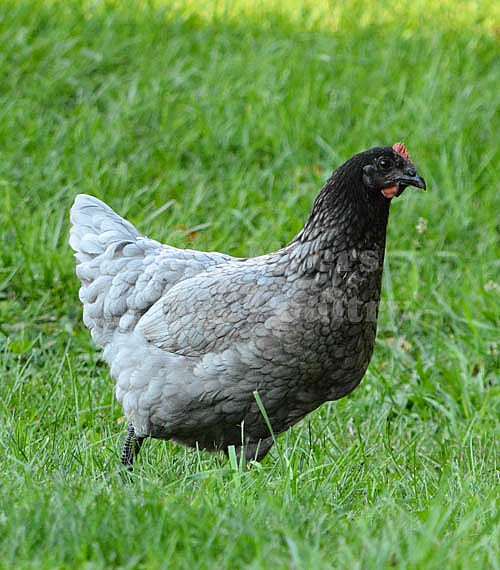 Asher Grey Chicks for Sale | Beautiful Brown Egg Layer