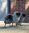 Asher Grey Chicks for Sale | Beautiful Brown Egg Layer