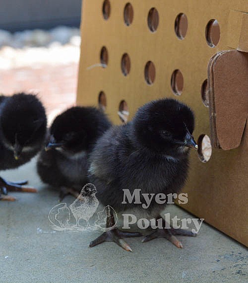 Chocolate Egger Chicks for Sale | Dark Brown Eggs