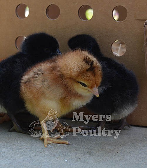 Chocolate Egger Chicks for Sale | Dark Brown Eggs
