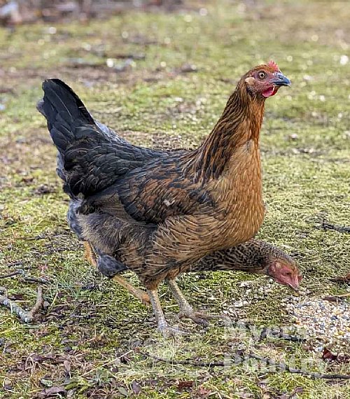 Dark Brown Egg Layers for Sale | Myers Poultry
