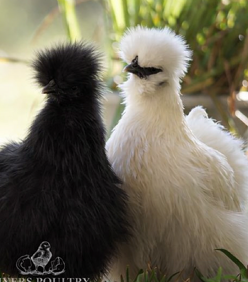 Assorted Silkie Chicks For Sale | Day Old Poultry | Myers Poultry Farm