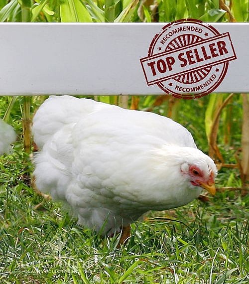 Cornish Cross Chicks for Sale | Fast-Growing Cornish Rock Broilers