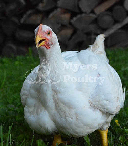 Cornish Cross Chicks for Sale | Fast-Growing Meat Birds