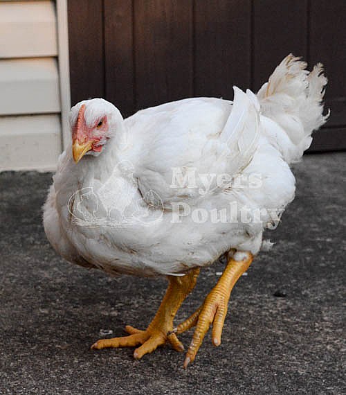 Cornish Cross Chicks for Sale | Fast-Growing Meat Birds