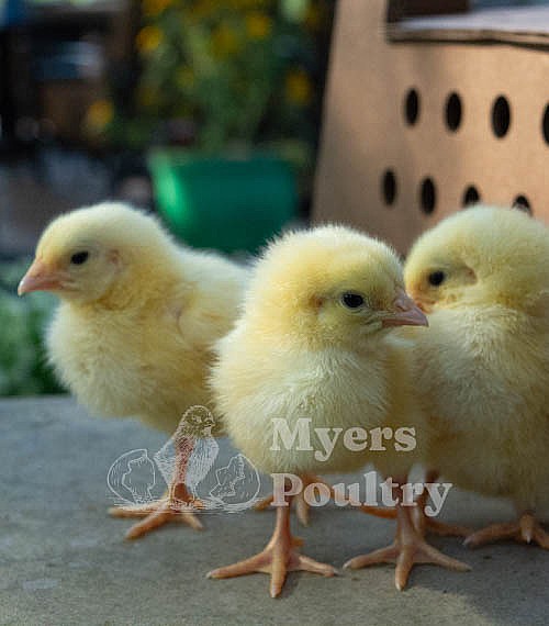 Cornish Cross Chicks for Sale | Fast-Growing Cornish Rock Broilers