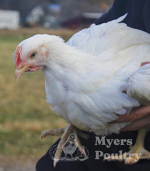 cornish chicken size