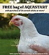 Cornish Cross Chicks for Sale | Fast-Growing Cornish Rock Broilers